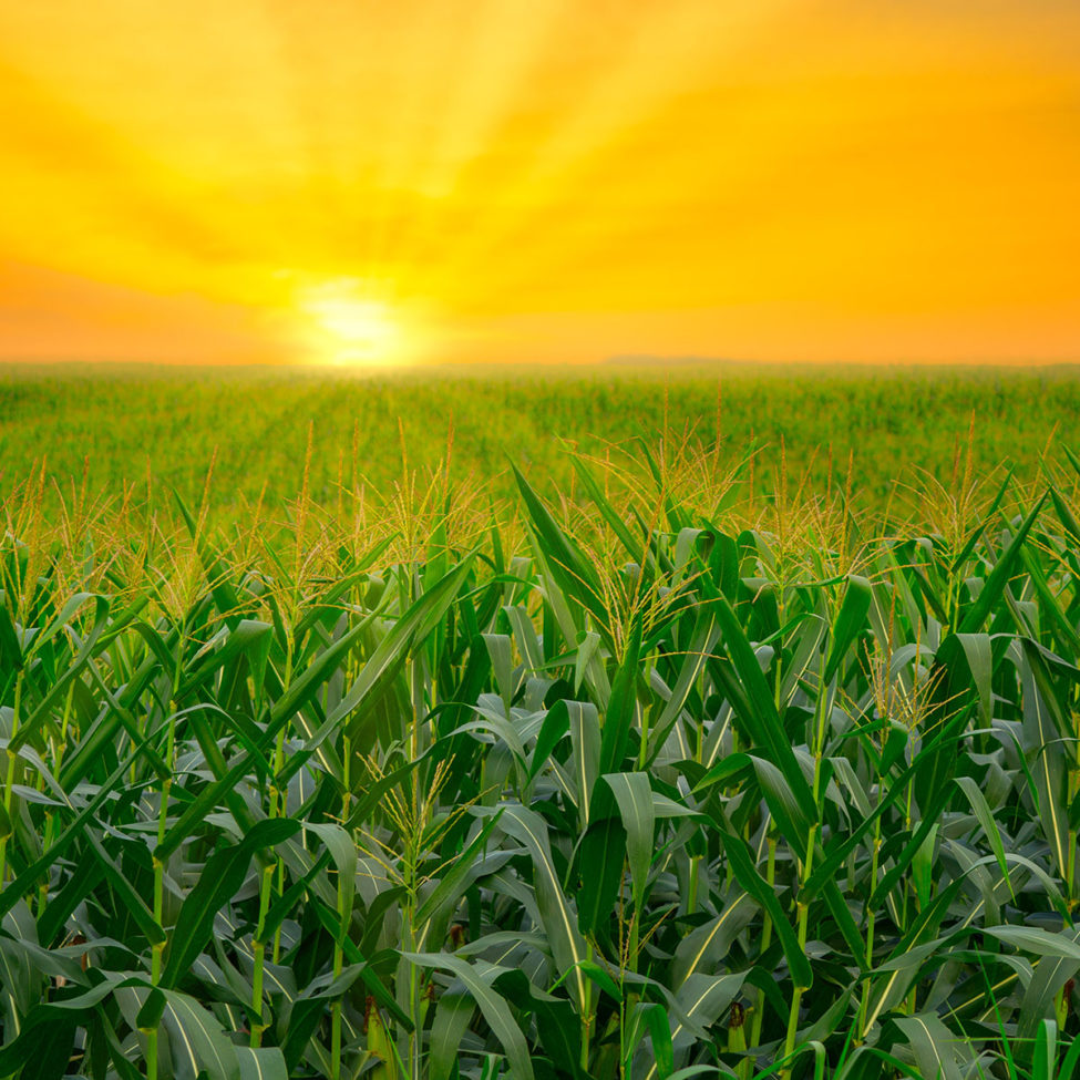 Certificação Não-OGM - FoodChain ID