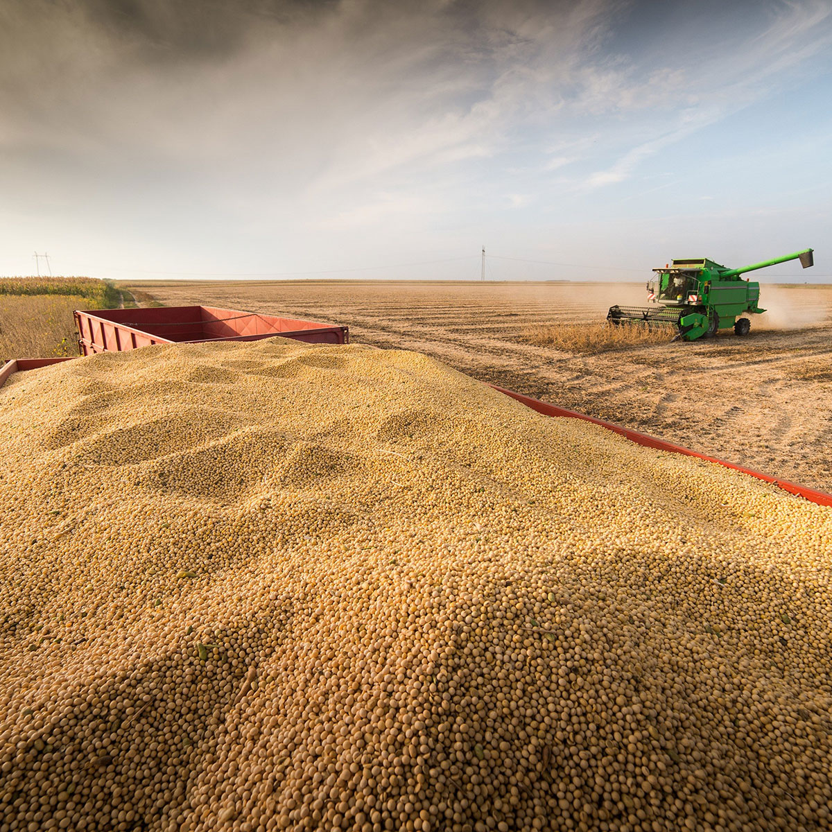 Análises de OGM - FoodChain ID