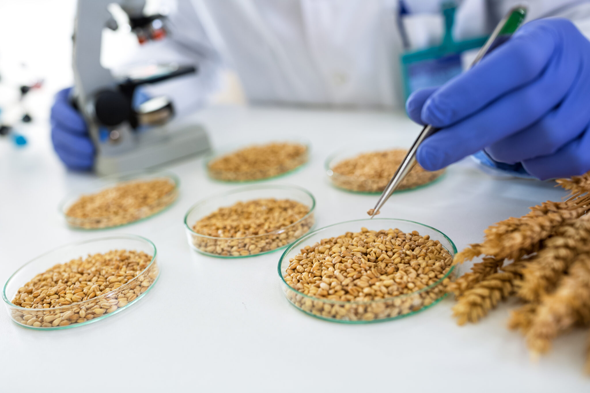 Food & Feed Testing Services – GMO, Allergen, Contaminants