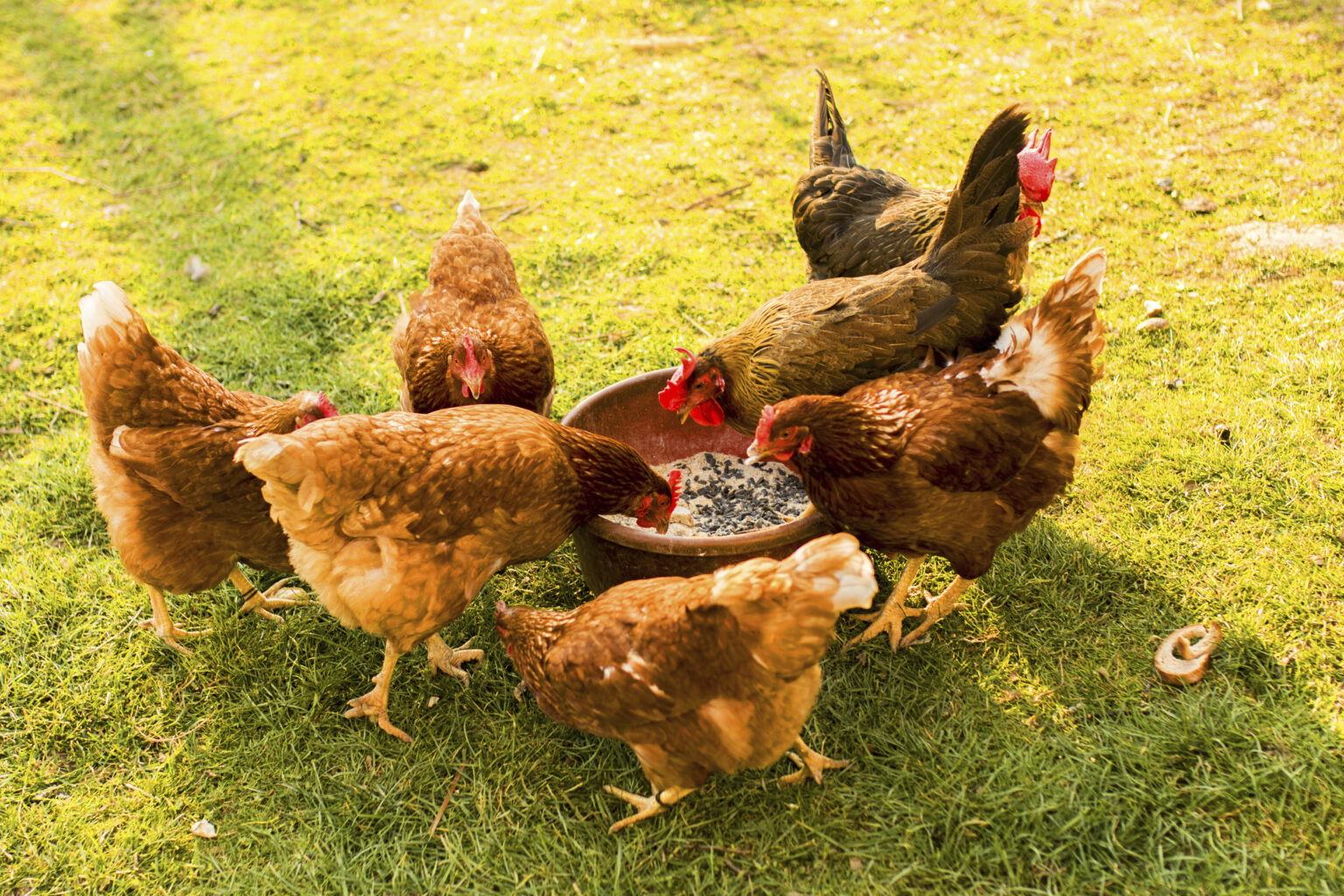 Animal Feed Certification | GMP+, FAMI-QS, FCA & Oqualim