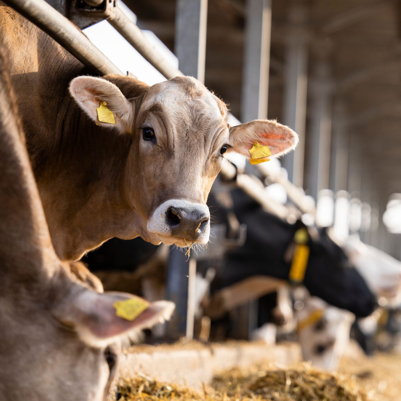 Animal Feed Certification | GMP+, FAMI-QS, FCA & Oqualim