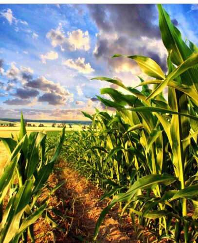 A practical pathway to verified Sustainable Farming - FoodChain ID