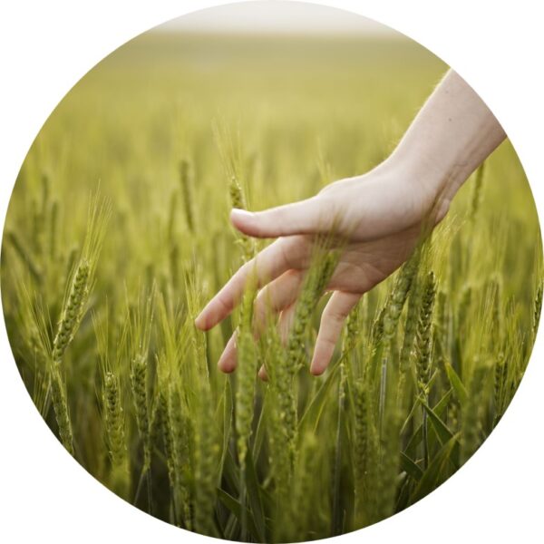 A practical pathway to verified Sustainable Farming - FoodChain ID